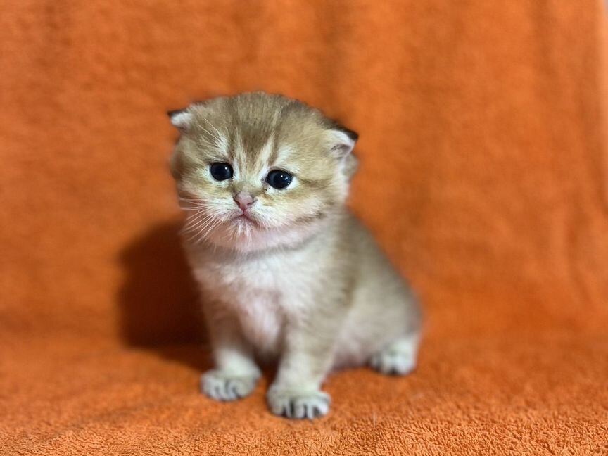 Шотландские котята