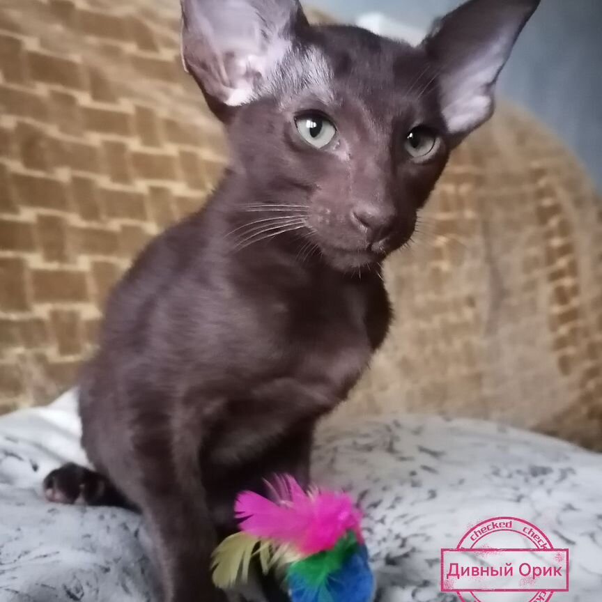 Ориентальные котята