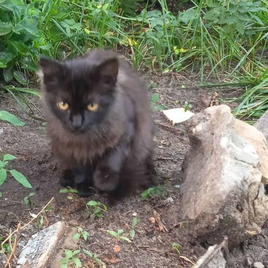 Отдам в добрые руки