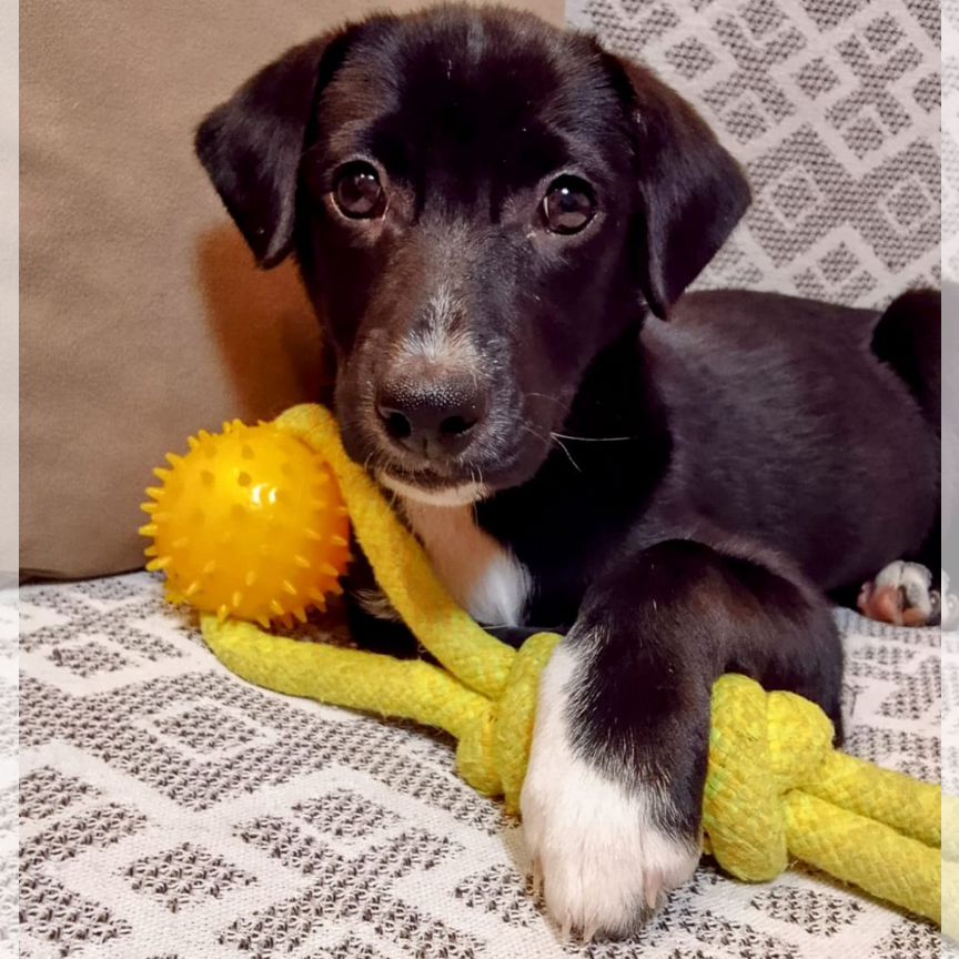 Щенок в добрые руки