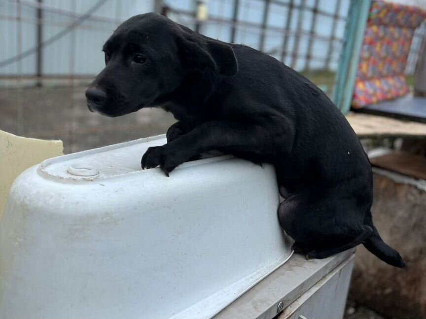 Щенки из приюта в добрые руки