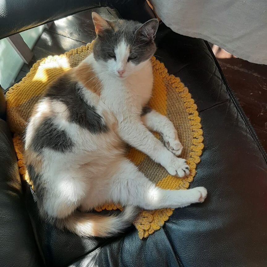 Кошка трехлапая