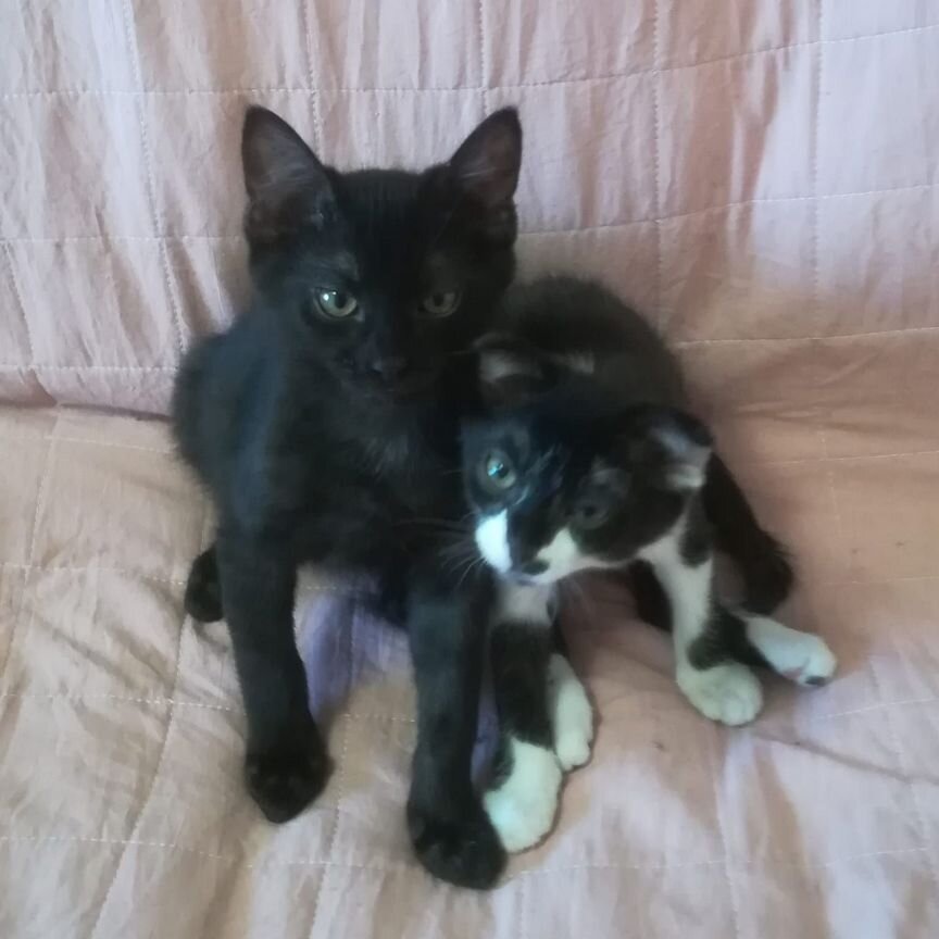 Котята