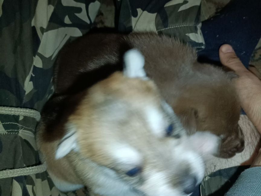 Щенки хаски и дворняги