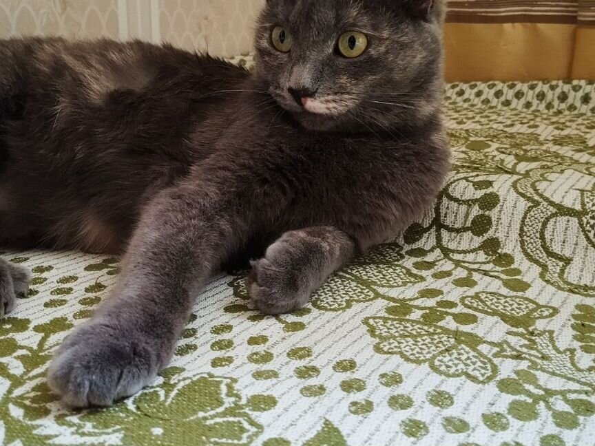 Кошка Гера