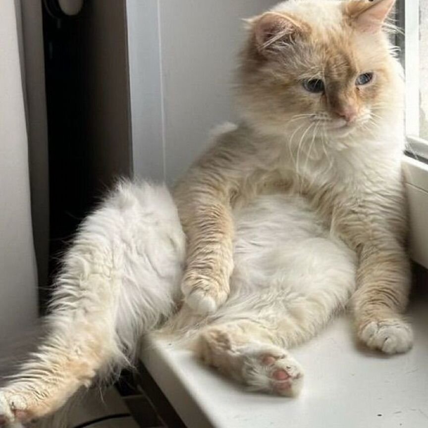 Взрослый кот в добрые руки