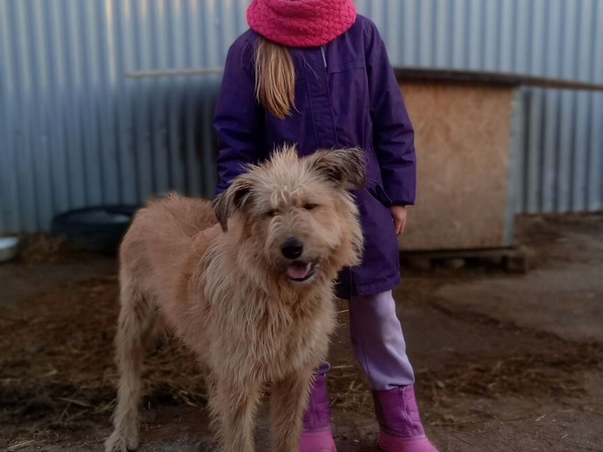 Собаки бесплатно в добрые руки