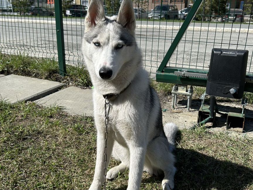 Щенок хаски