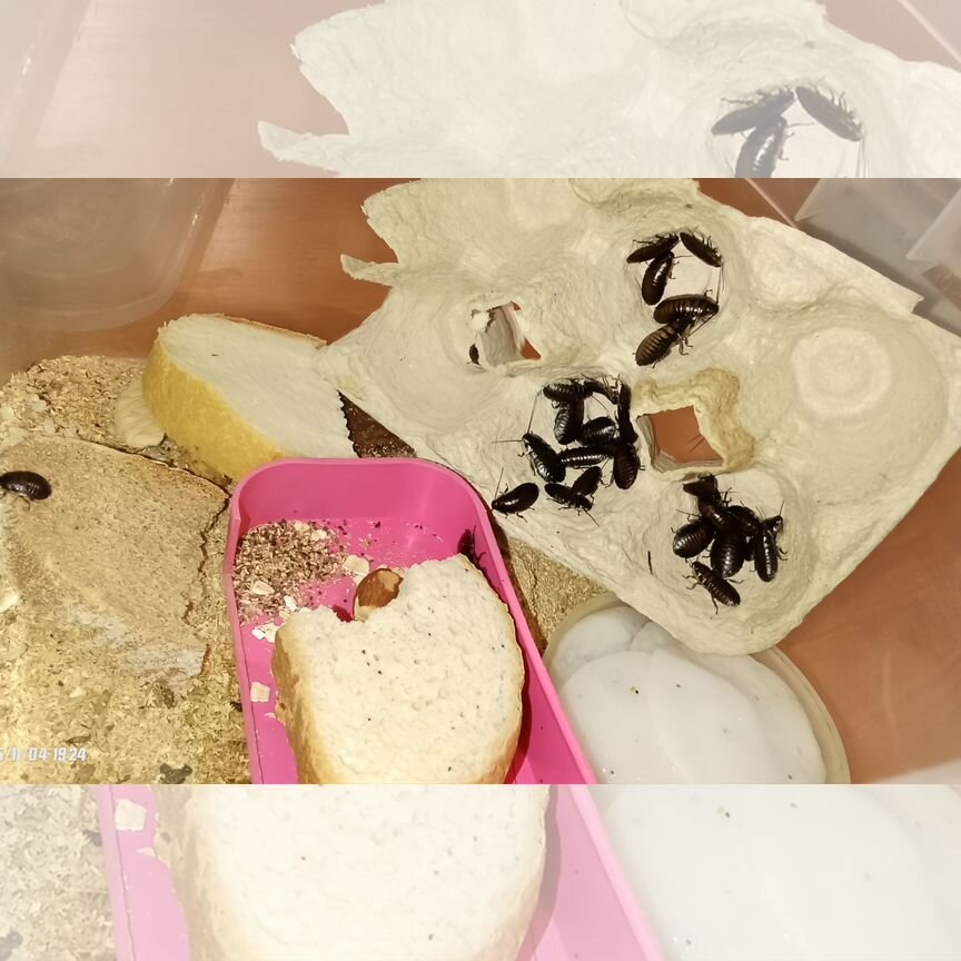 Мадагаскарские тараканы