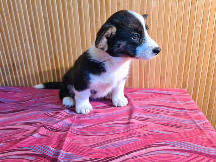 Щенки вельш-корги кардиган