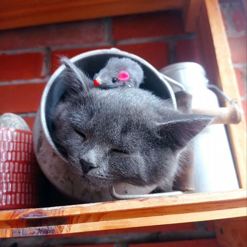 Котик бесплатно