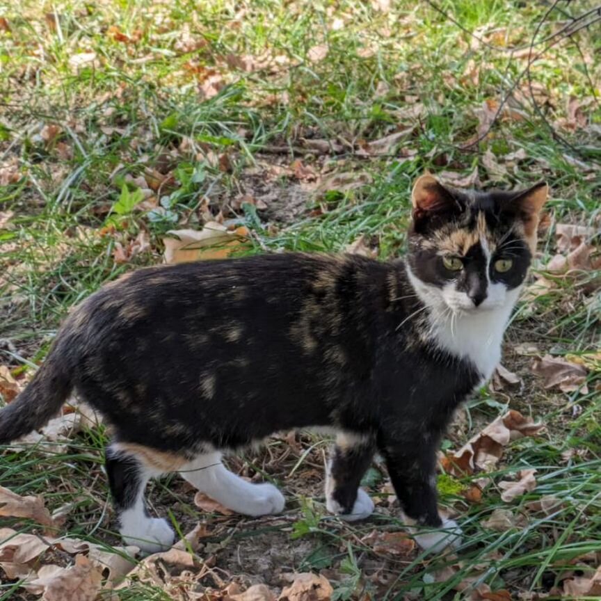 Котятам нужен дом