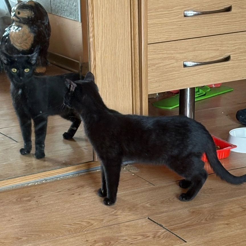 Котенок в добрые руки