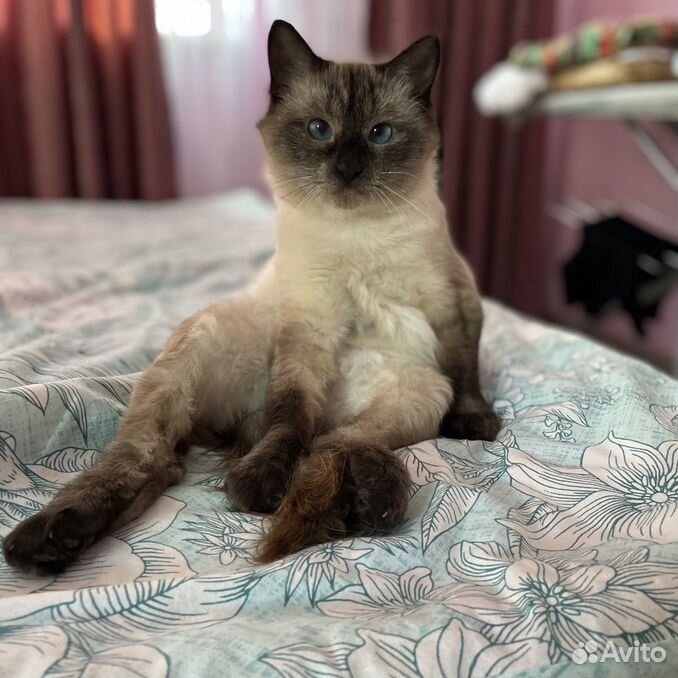 Симочка косенькая девочка