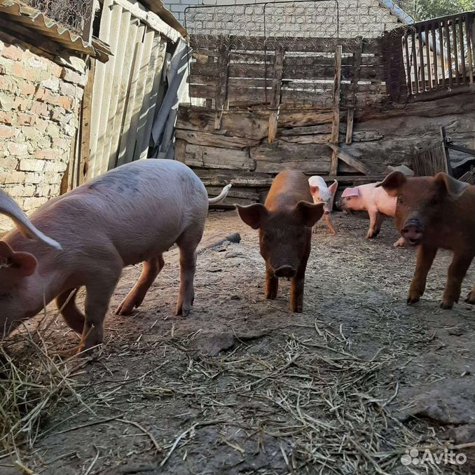 Поросенок ландрас