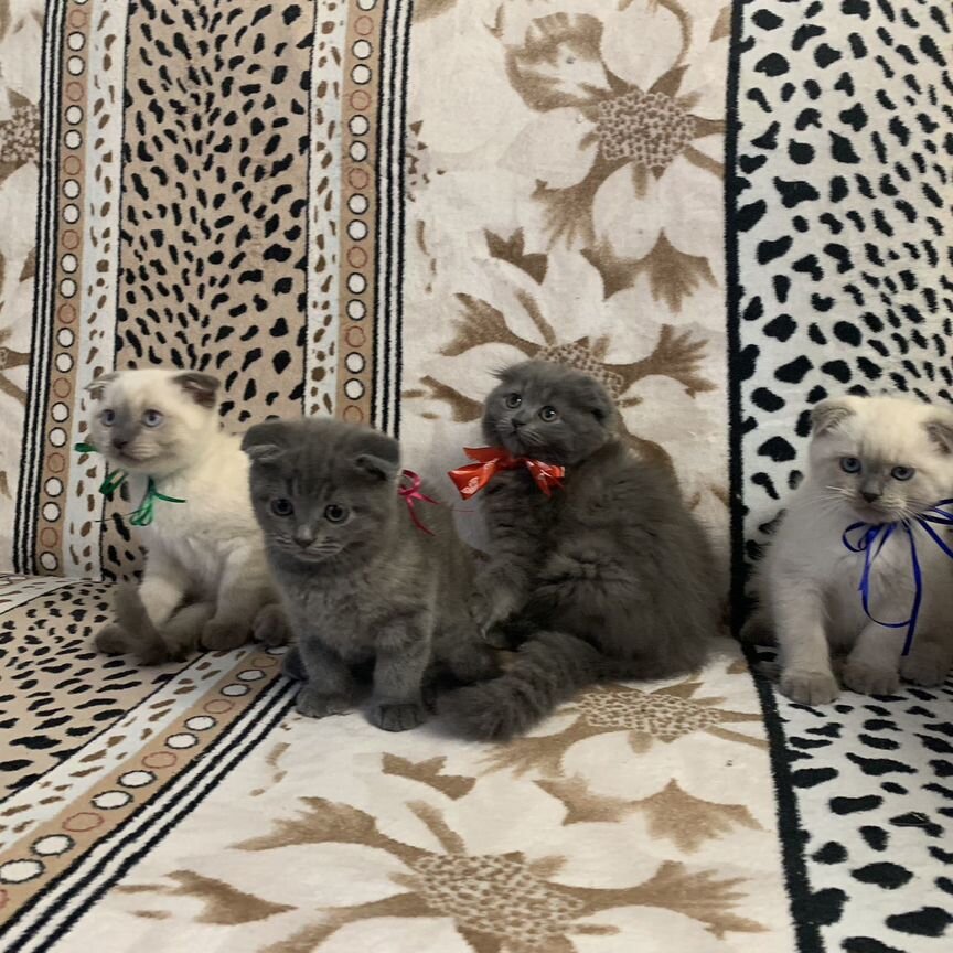 Шотландские вислоухие котята