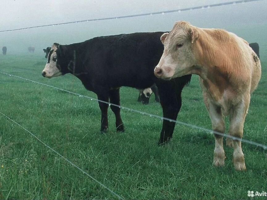 Арматура для колышков на электропастух