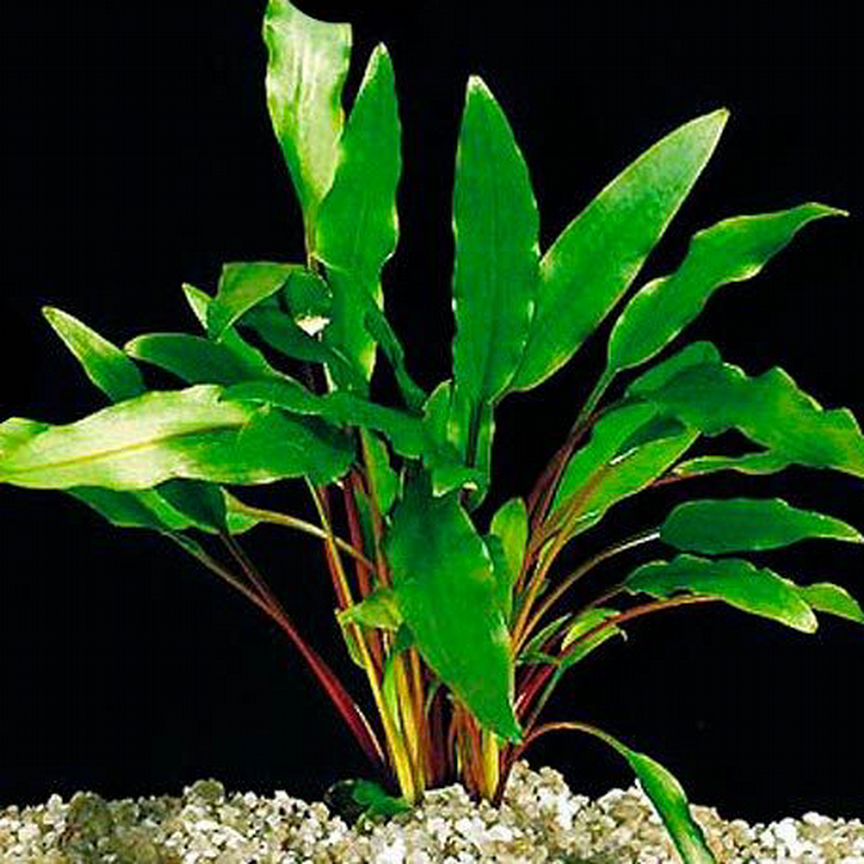 Аквариумные растения