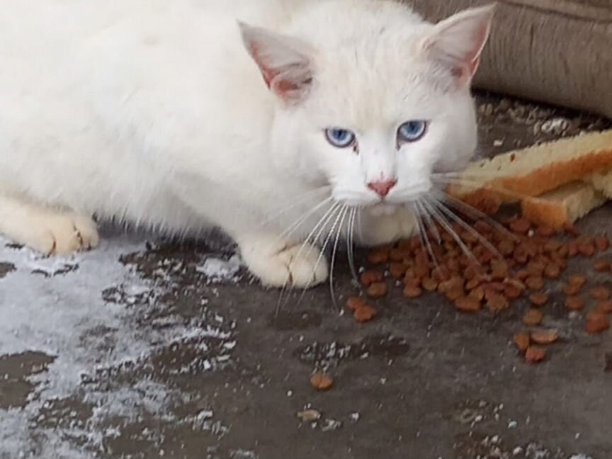 Кот