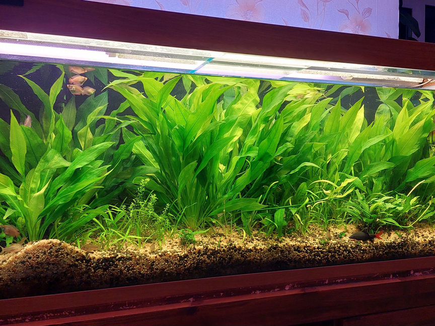 Аквариумные растения