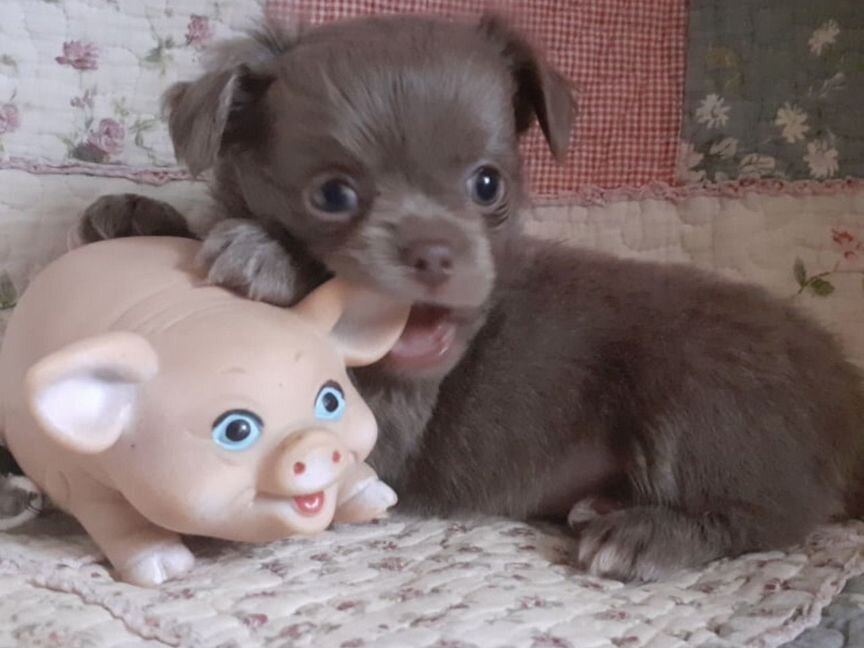 Чихуахуа лиловые пушистики