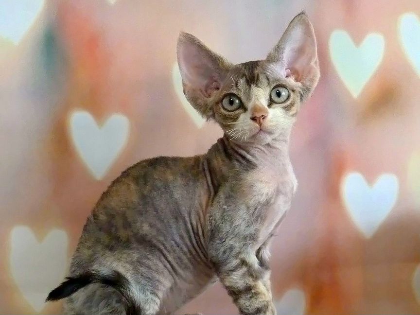 Девочка девон рекс