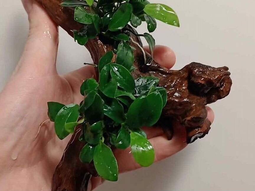 Анубиас нана паксинг компакт на коряге