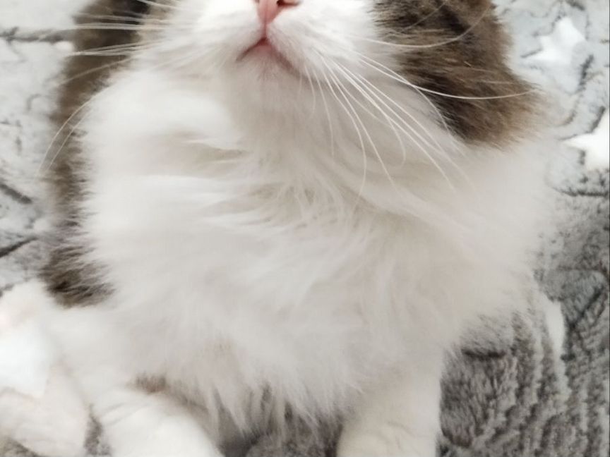 Кошке нужен дом