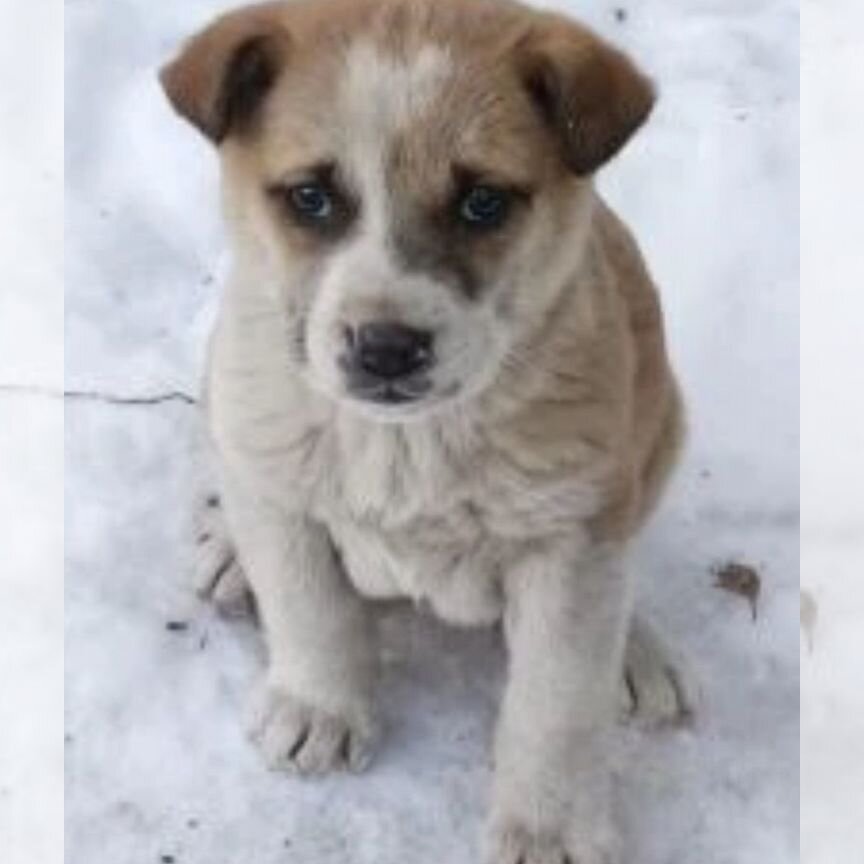 Щенок в добрые руки