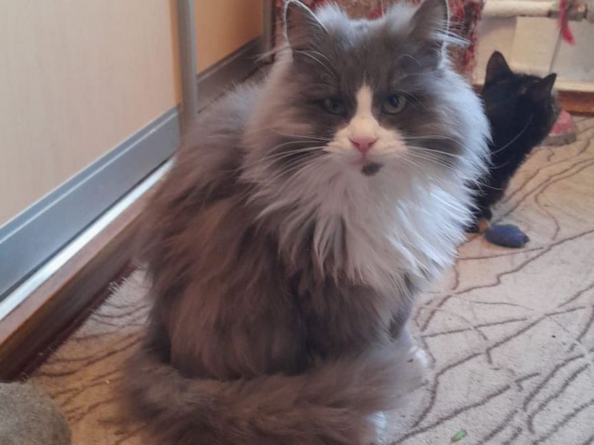 Молодая кошечка 1 год