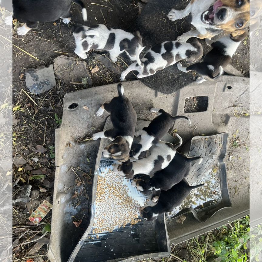 Отдам в добрые руки щенят