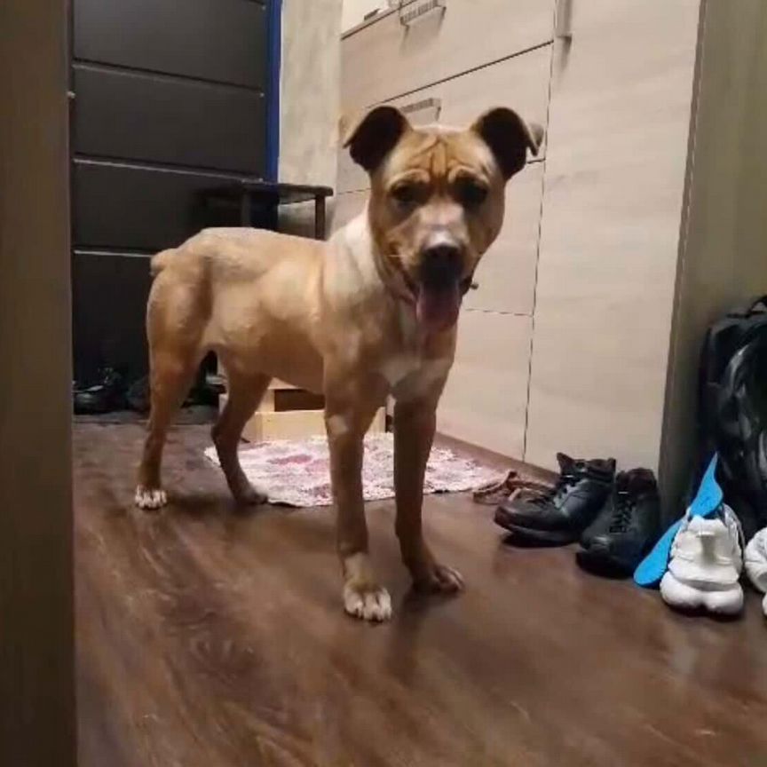 Американский стаффордширский терьер, взрослый пёс