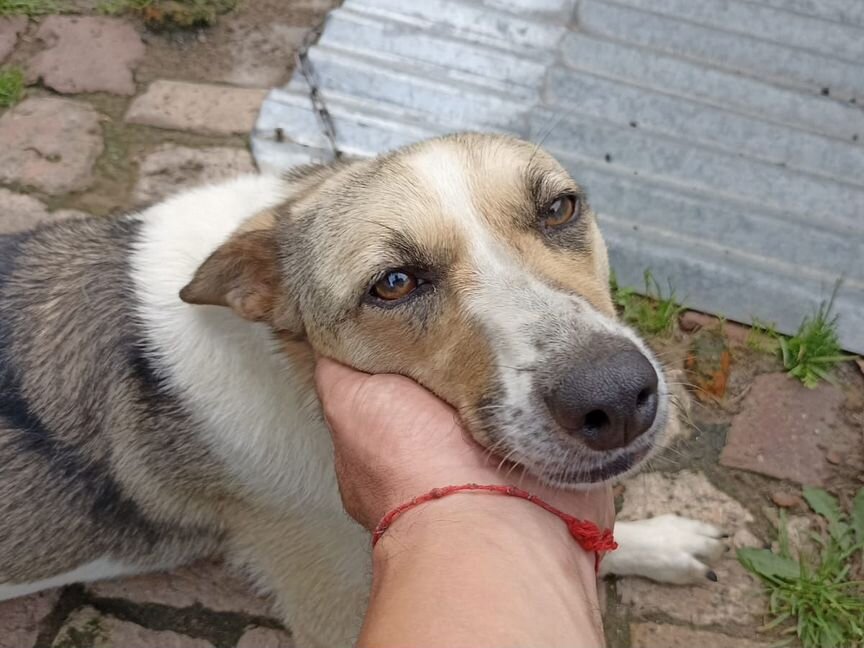 Ляле нужен дом