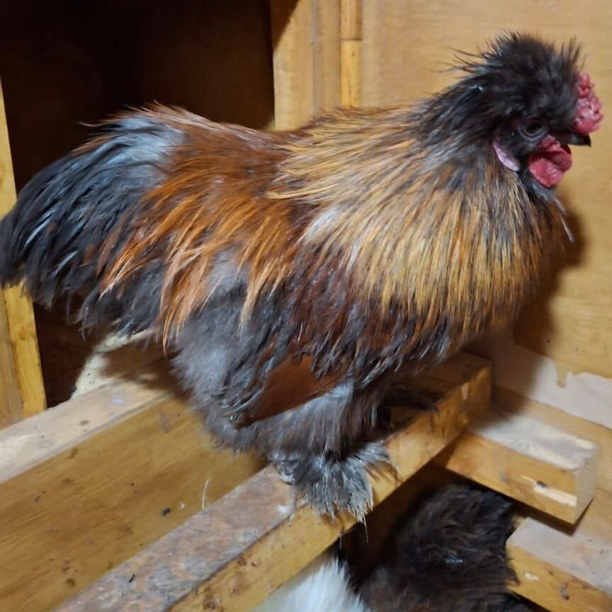 Семья китайских шёлковых