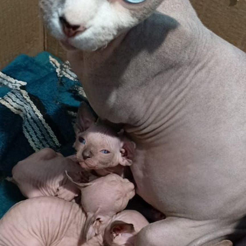 Котята сфинксы