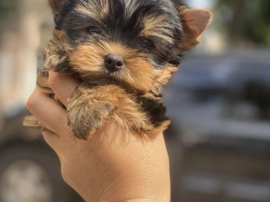 Йоркширский терьер