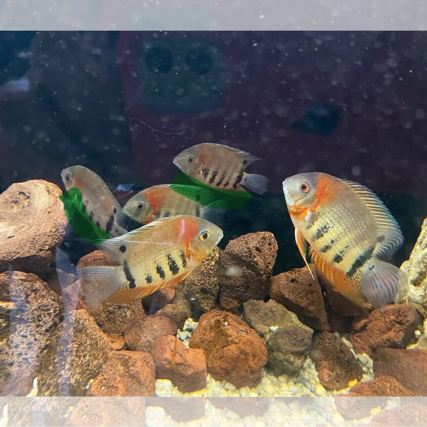 Северумы