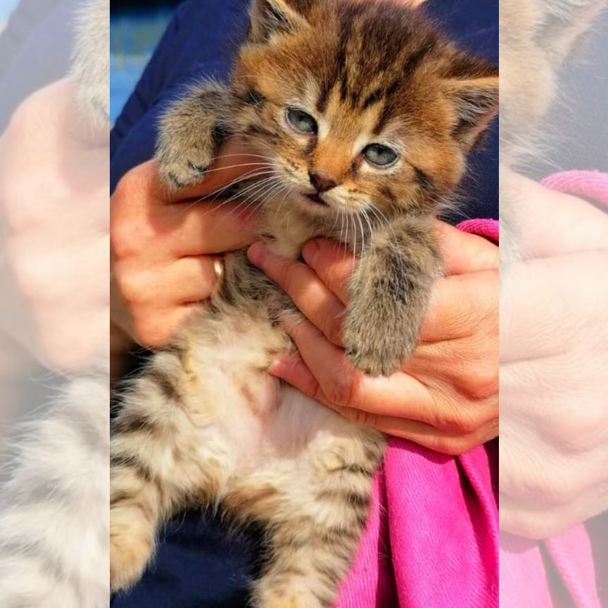 Шотландские котята