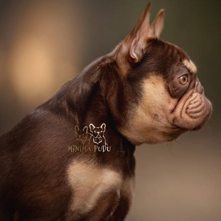 Французский бульдог, вязка