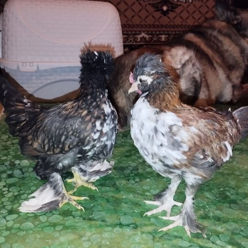 Алтайская бентамка