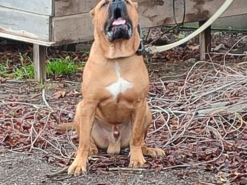 Канарский дог