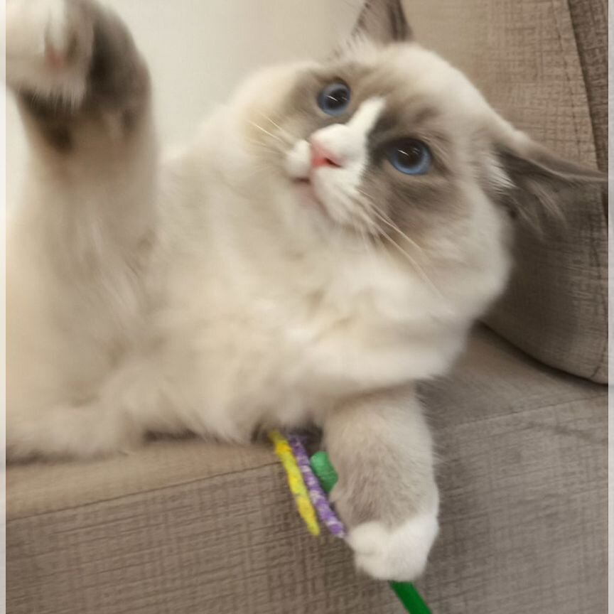 Рэгдолл котёнок