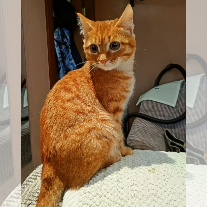 Котёнок в добрые руки