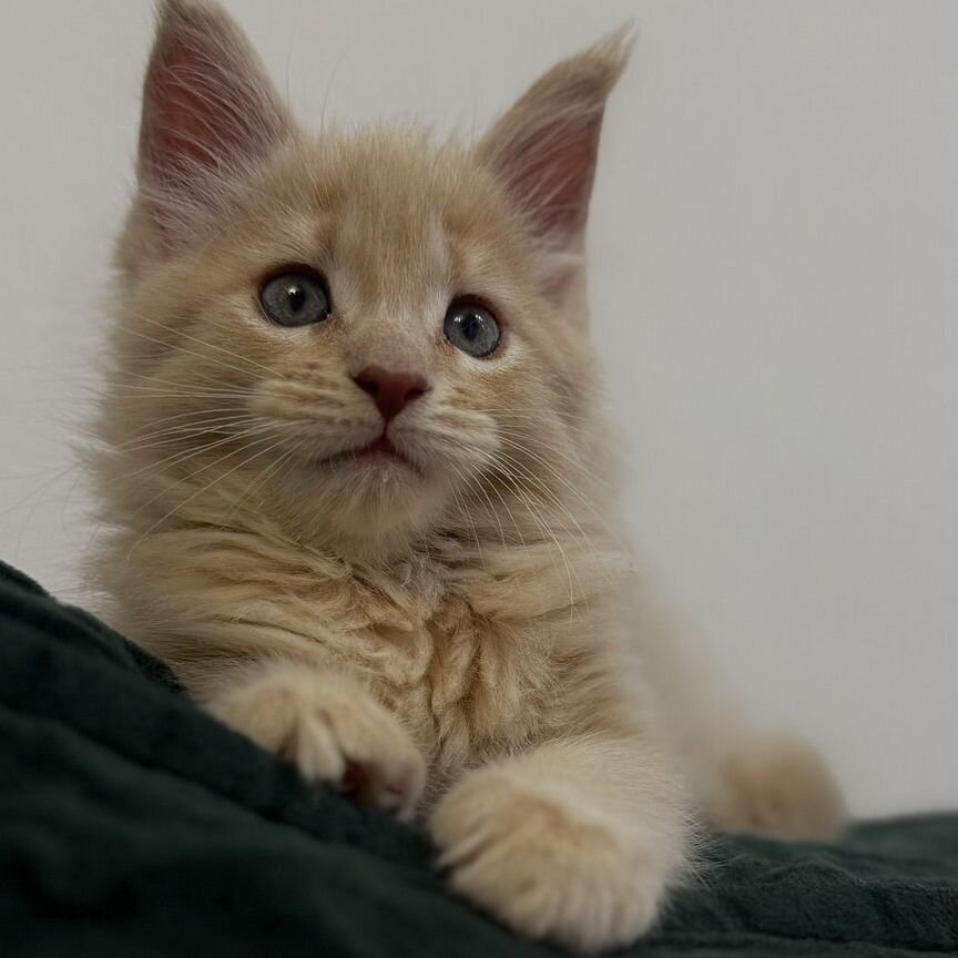 Мейн-кун котёнок