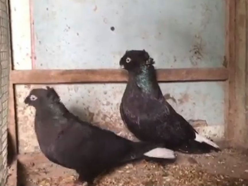 Голубь турецкие такла продажа