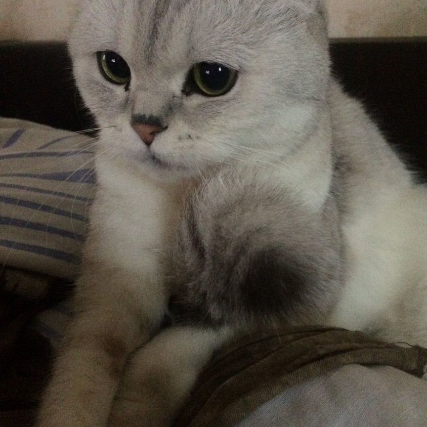 Котик ищет дом