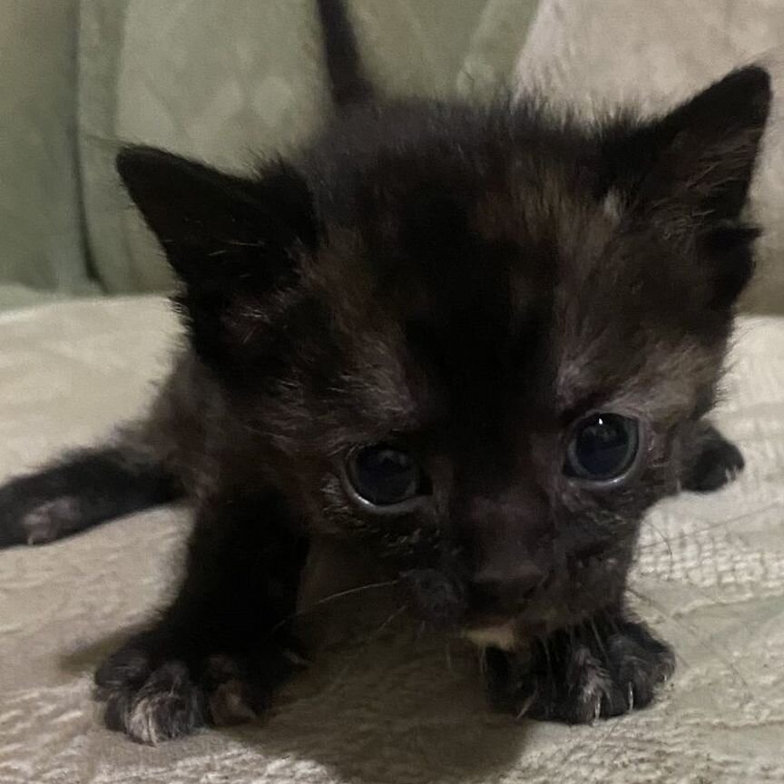 Котёнок в добрые руки