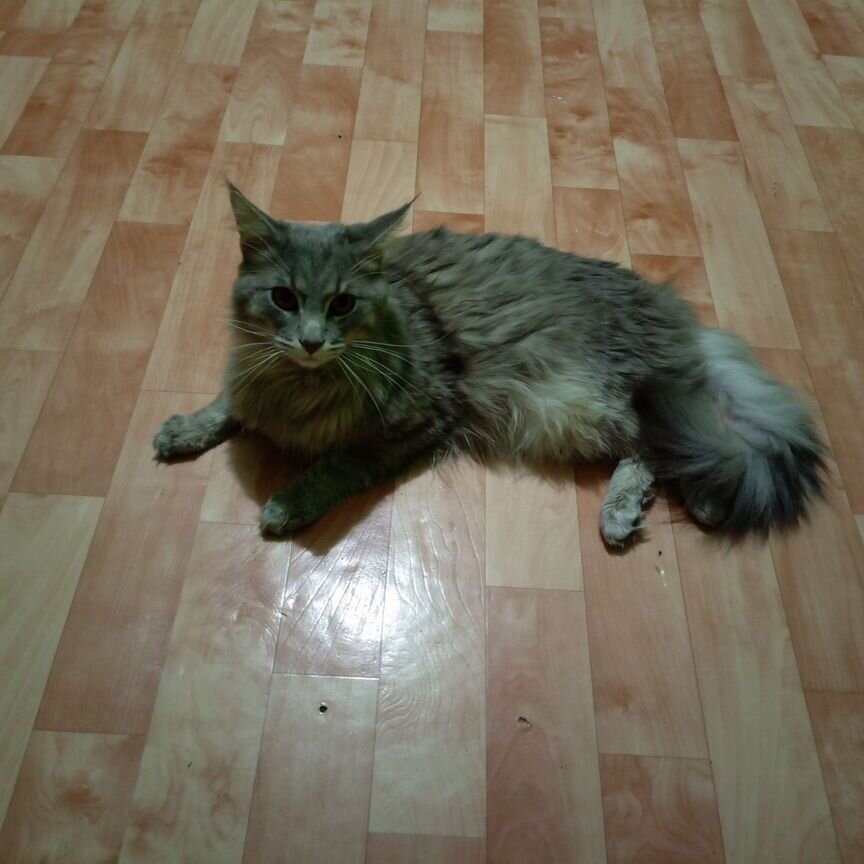 Кот мейкун 1,5 года