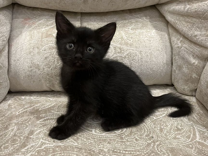 Кошка