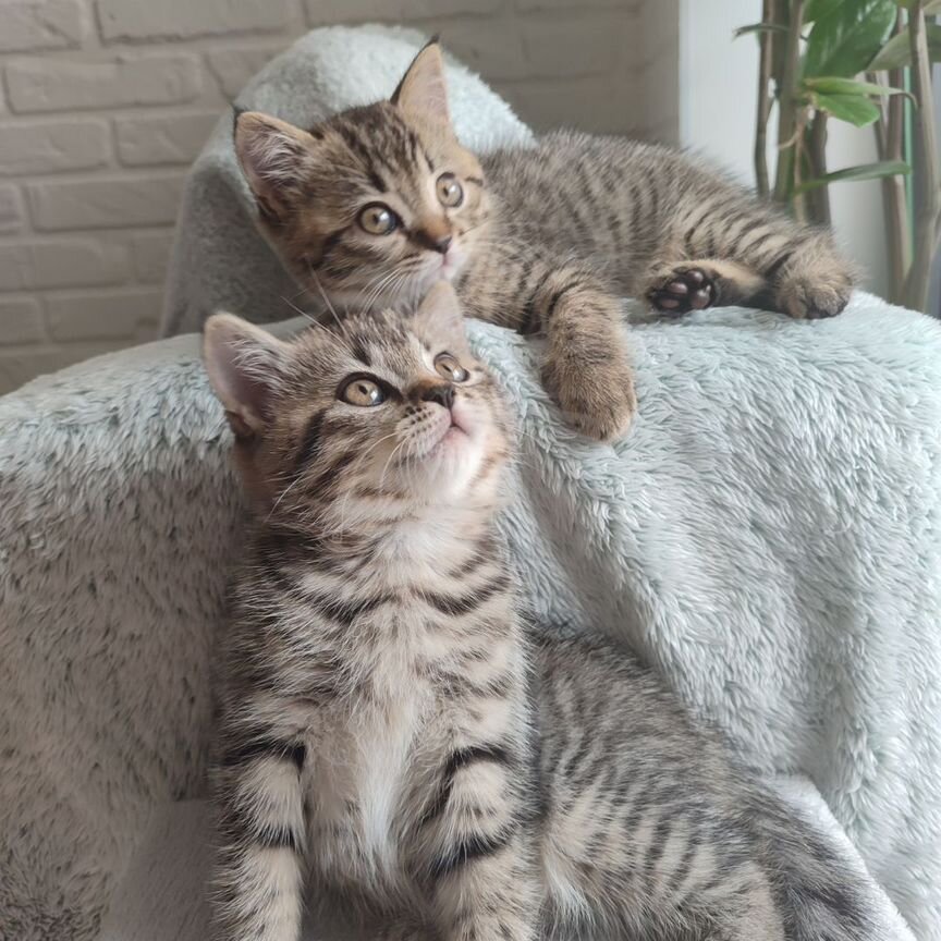 Шотландская